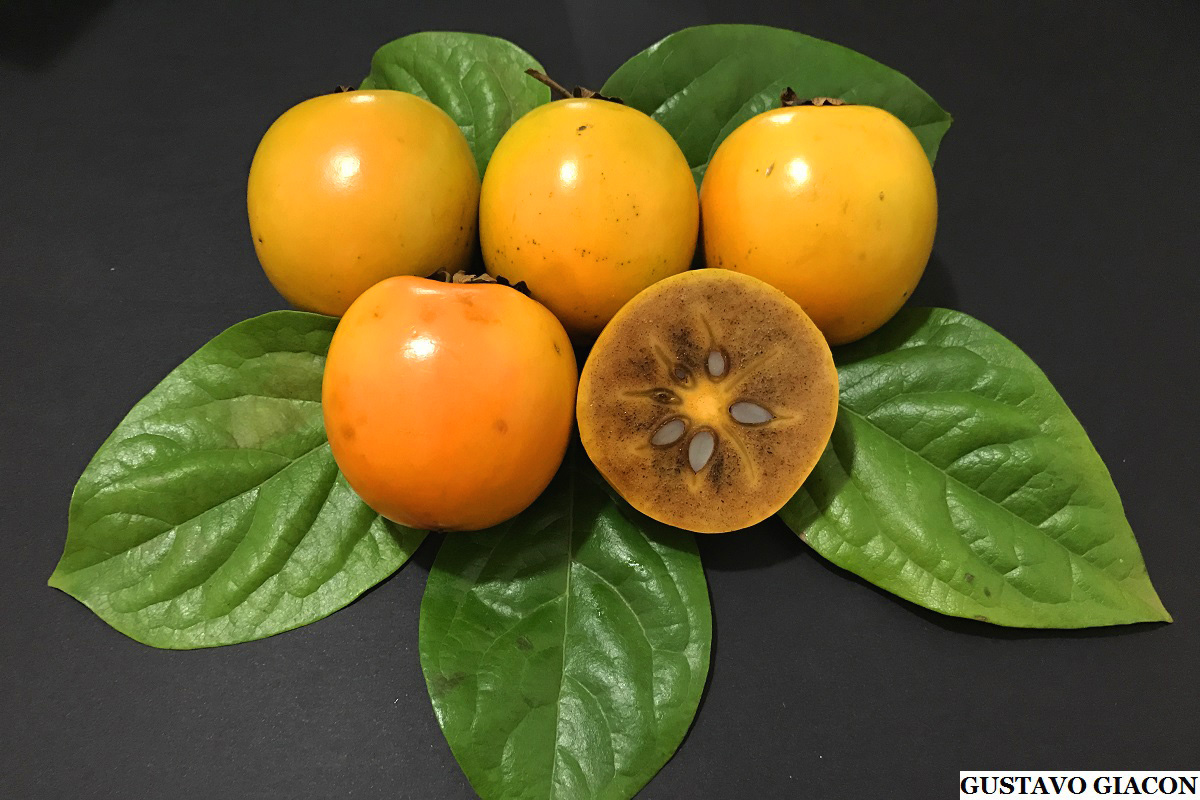 Viveiro Ciprest - Plantas Nativas e Exóticas: Caqui Chocolate ...