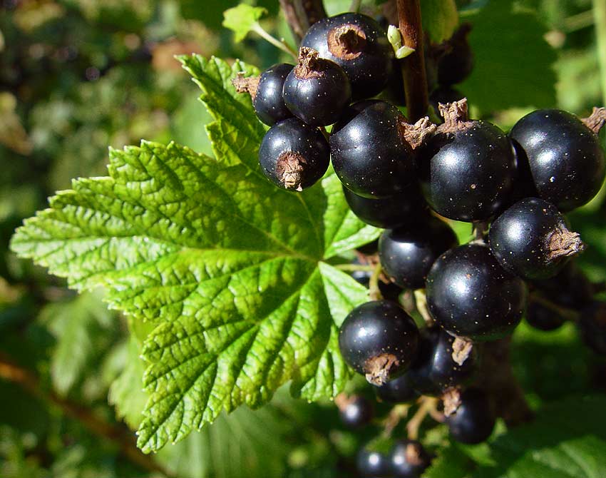 PIANTE MEDICINALI: RIBES NERO