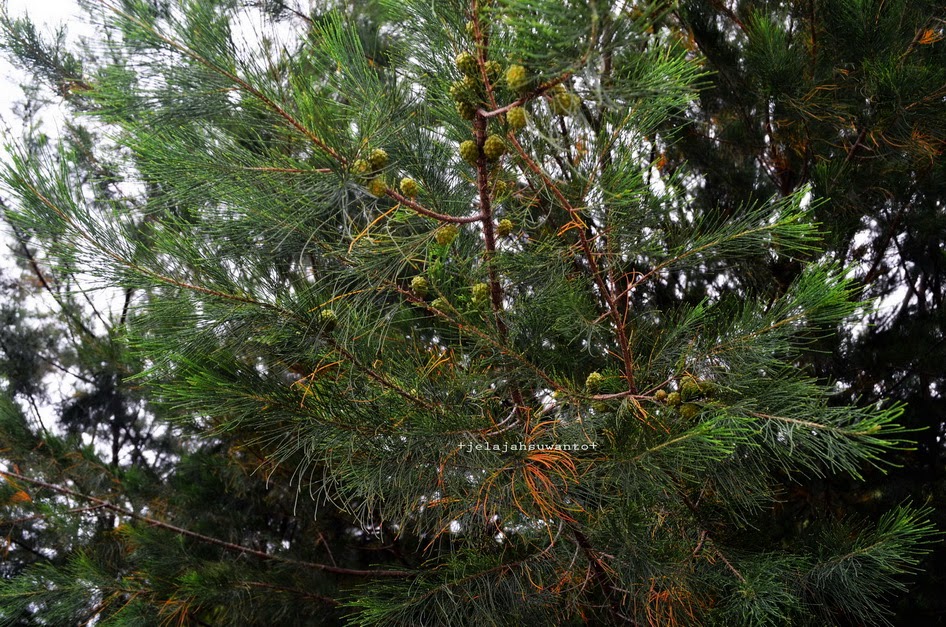 Cemara laut di Pulau Samalona +fotojelajahsuwanto