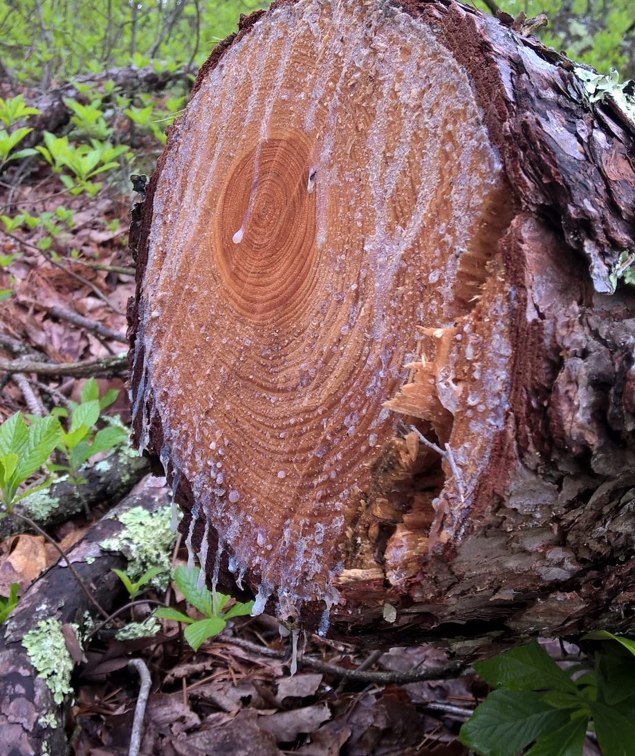 Connecticut Master Naturalist Blog: The Pitch Pine Forest: A Rare Ecosystem