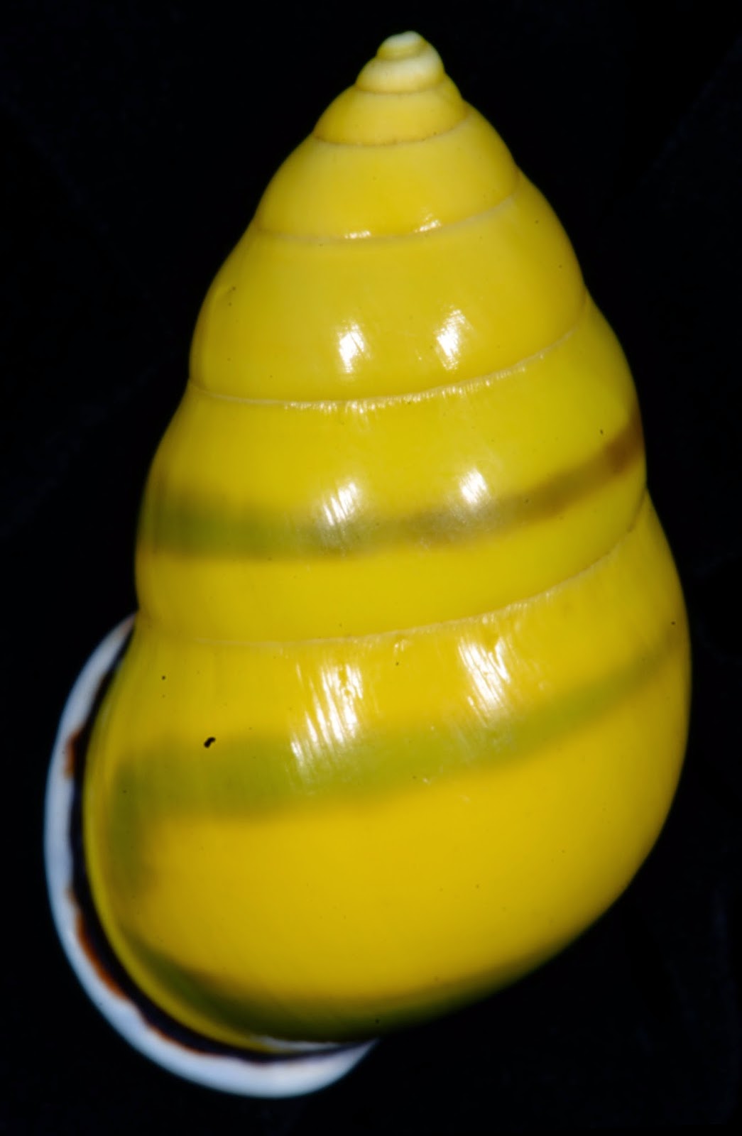 Dr. Lee's Gallery Museum: Amphidromus perversus butoti color form ...