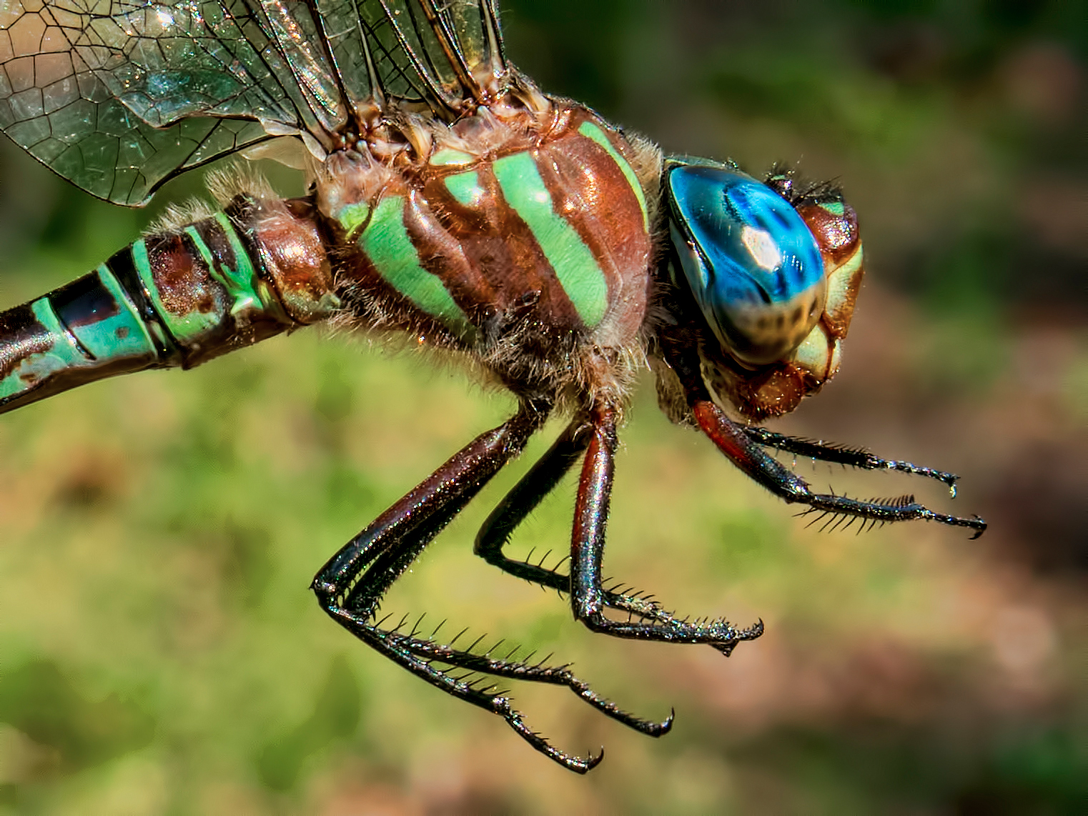 Springfield Plateau: Swamp Darner