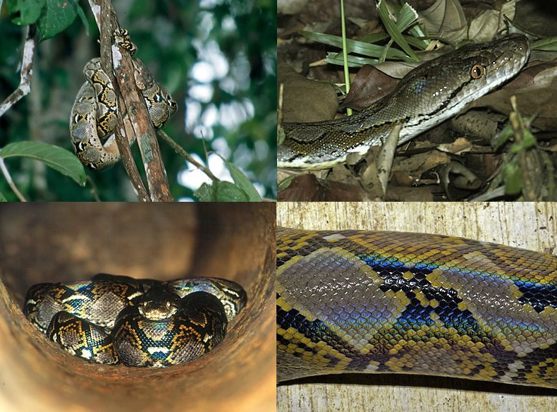 Kawanua Reptile Shop: Jenis-jenis ular