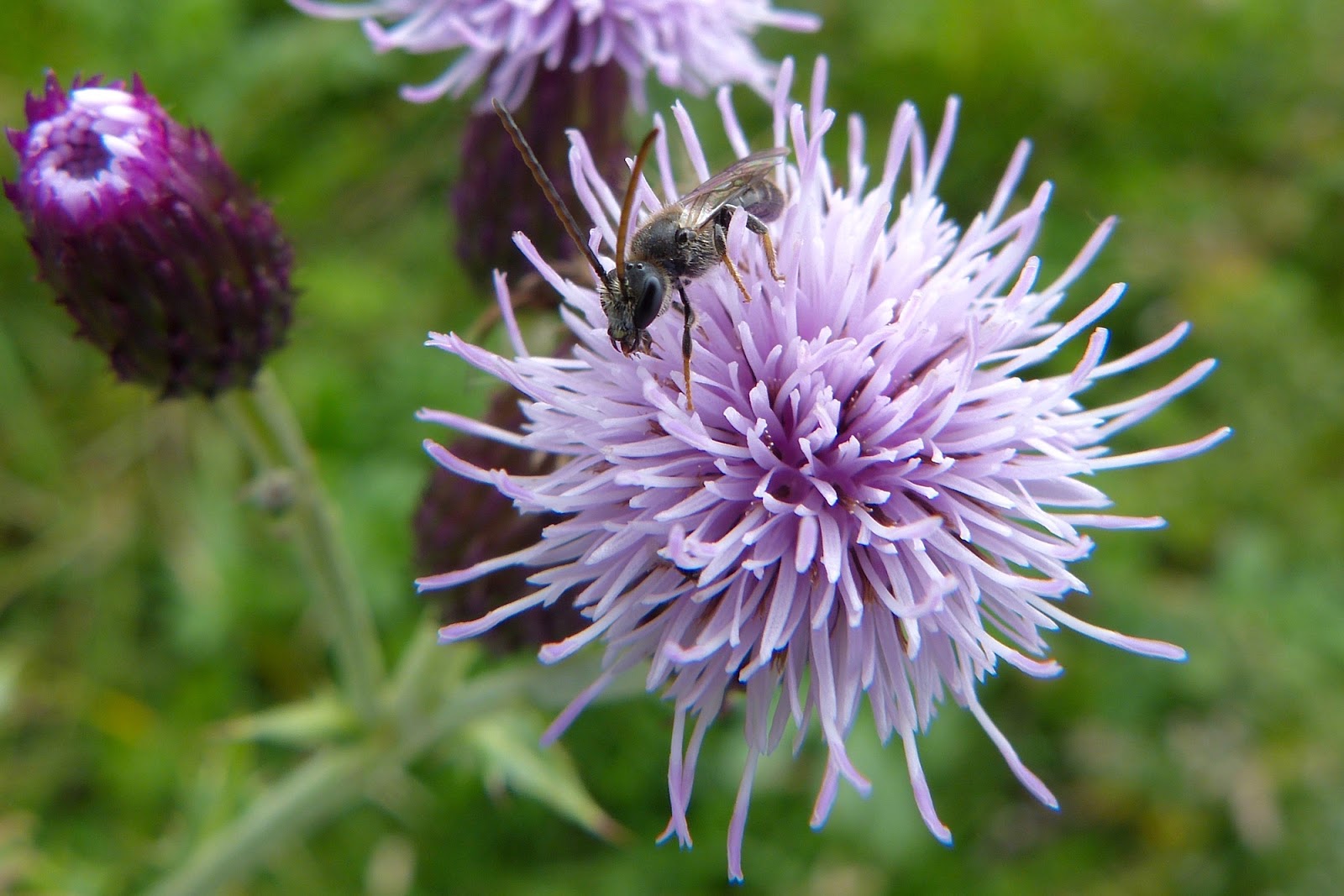 A Kilchoan Diary: Thistle Insects