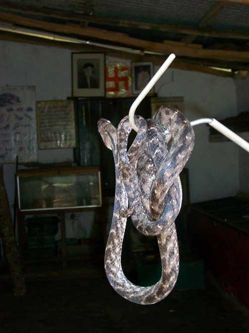 HiruSandu Gossip: මාතර සර්ප විමනක්