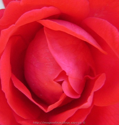 Flores, cultivo e significado das flores: Rosa Vermelha, significado da ...