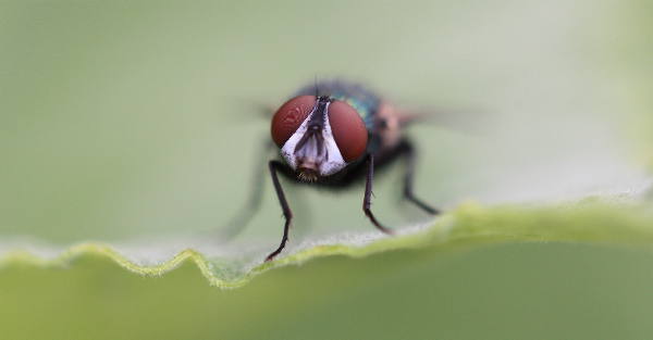 Knit, Click, & Stir: A rose (of Sharon) by any other name....