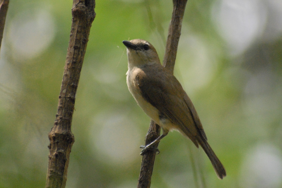 Kay Parkin Birding: Darwin and the Top End