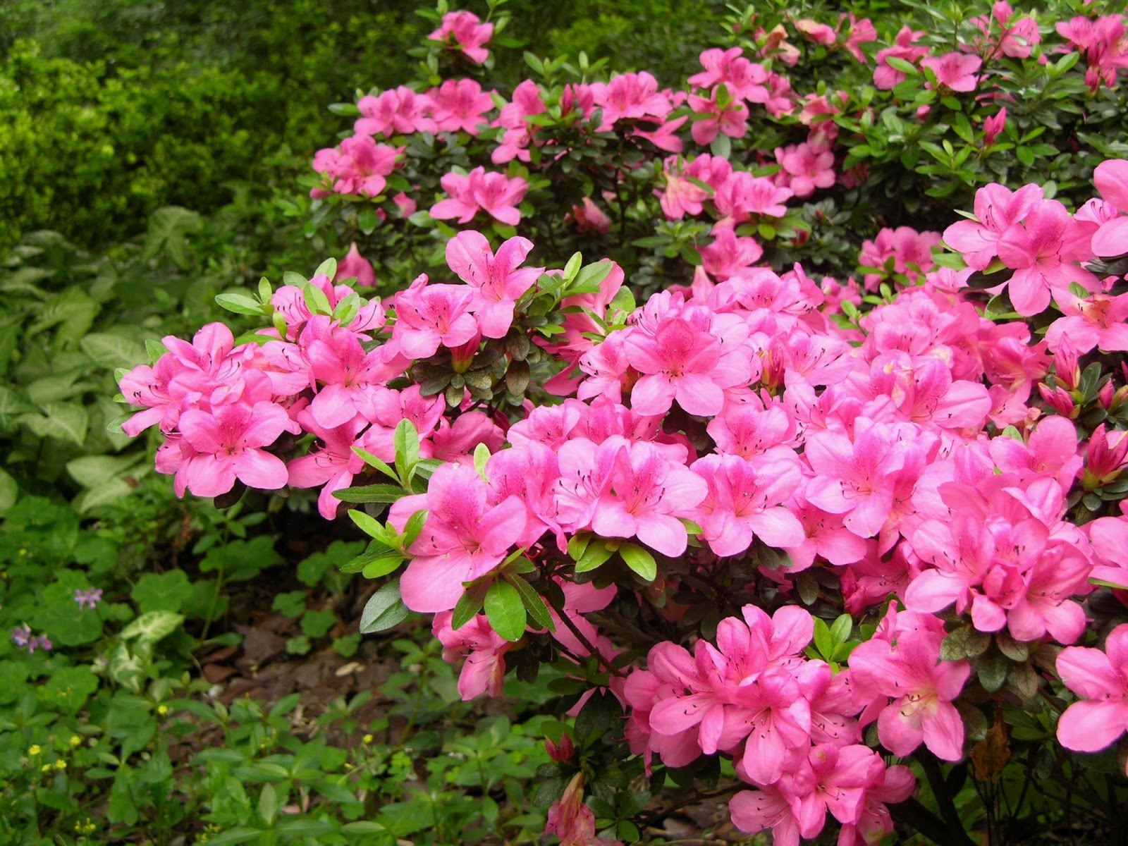 Astin Astanti: Azalia