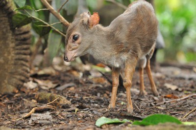 UN POCO DE AQUI,UN POCO DE ALLI: VA DE ANIMALES : El Ciervo Raton