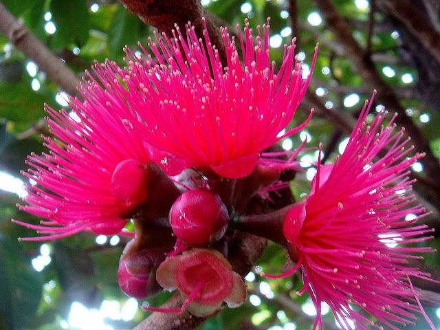 DISCOVER THE BRAZIL: Fruits of Brazil: Jambo