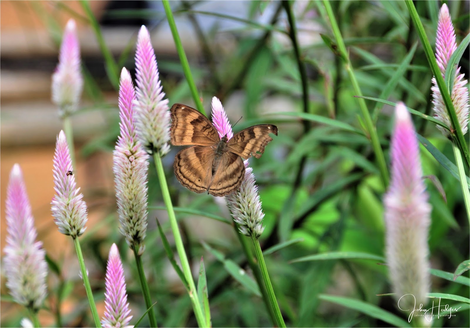 Living Like You Mean It : Wedding breakfast and the tale of Ducks for sale