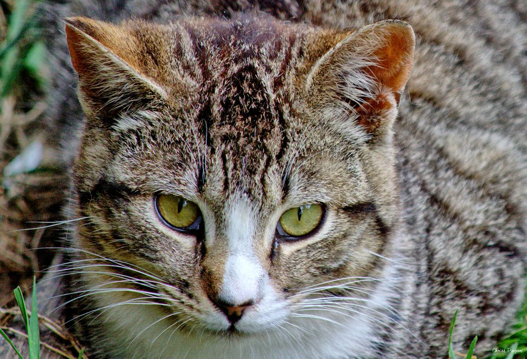 More Nosey Tabby, close-up