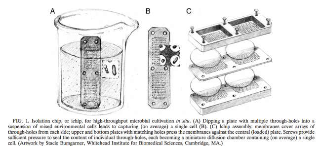 Phage therapy subjects from Sellano town : Teixobactin