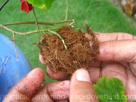 Practical Gardening: Steps for Air Layering or Marcotting