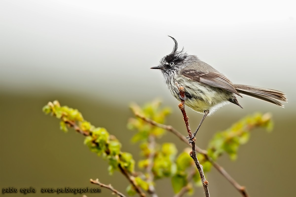 mis fotos de aves: Anairetes parulus Cachudito Pico Negro Tufted Tit-tyrant