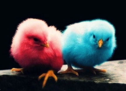 Jiraporn P.: Colored Chicks