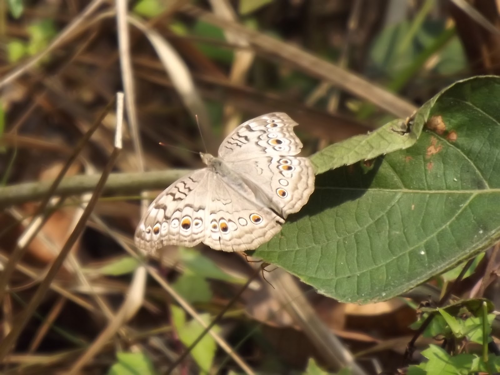 Butterflies of Nepal: Gray Pansy or Grey Pansy (Junonia atlites)