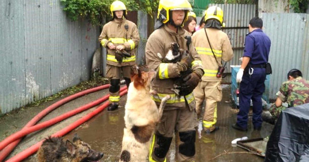 香港動物政策網誌: 【2017動保回顧．三】天水圍狗場失火案 何太已領回毛孩正尋新家