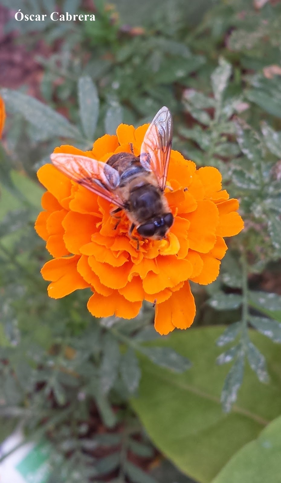 Eristalis tenax (Mosca zangano)