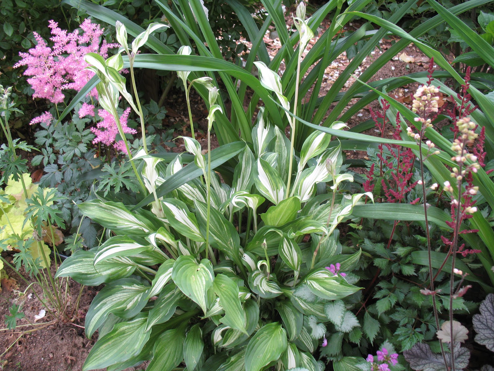 Roses du jardin Chêneland: Hosta "Undulata Variégata"