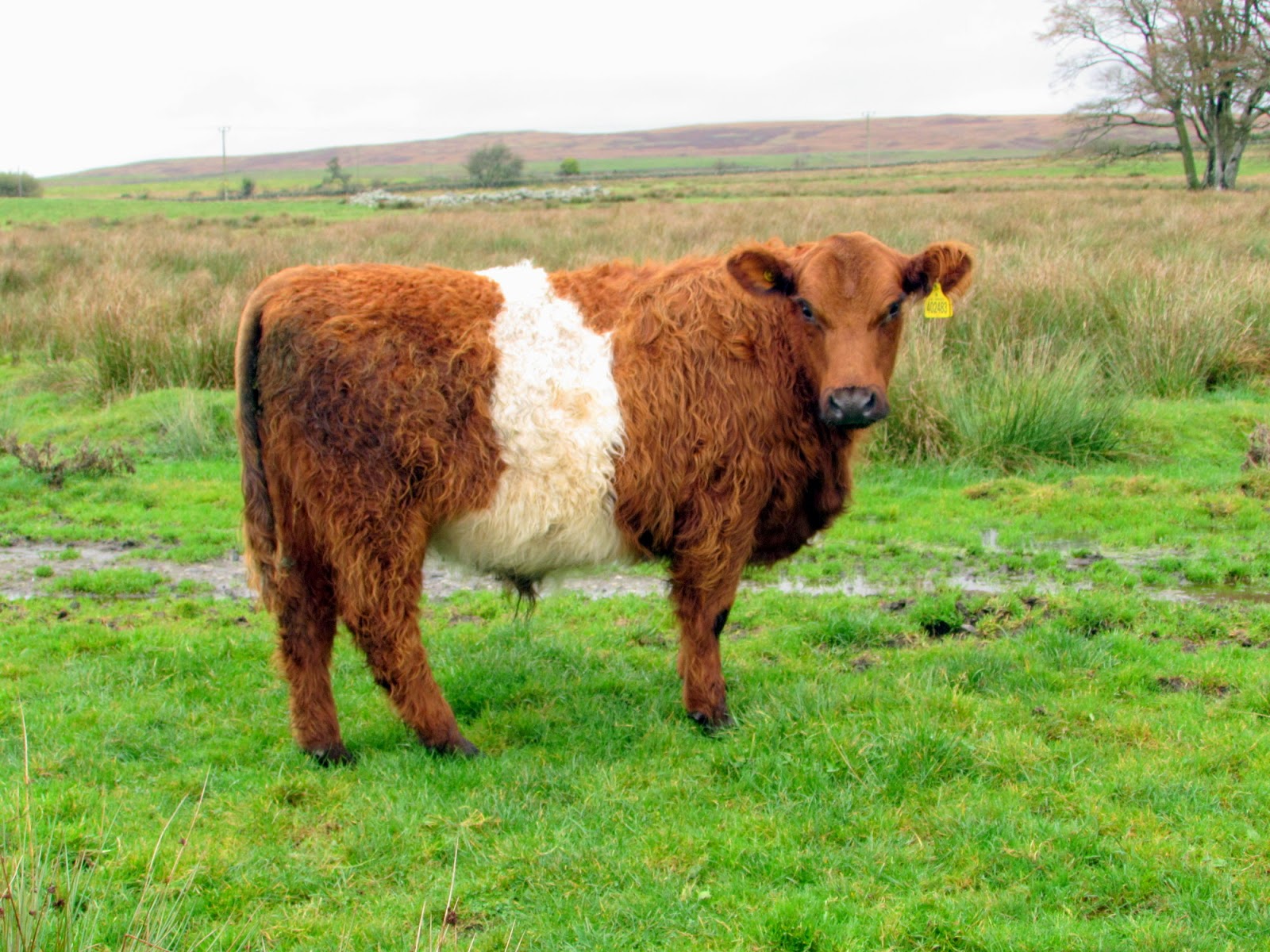 The Glebe Blog: Cuil, Creetown, Walk Preview............and a ...