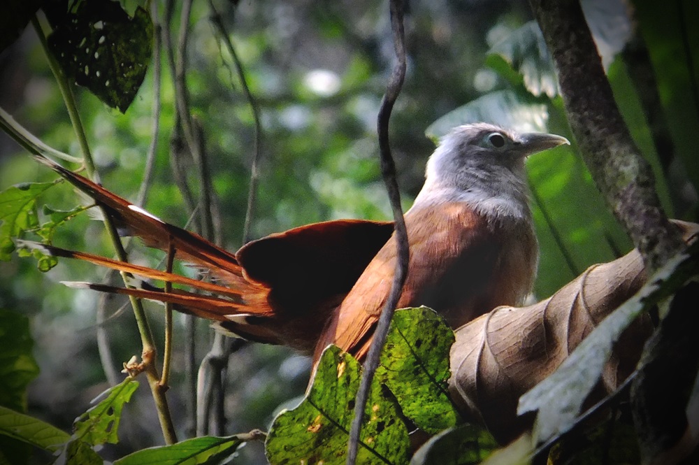 Types of Birds: Malkoha