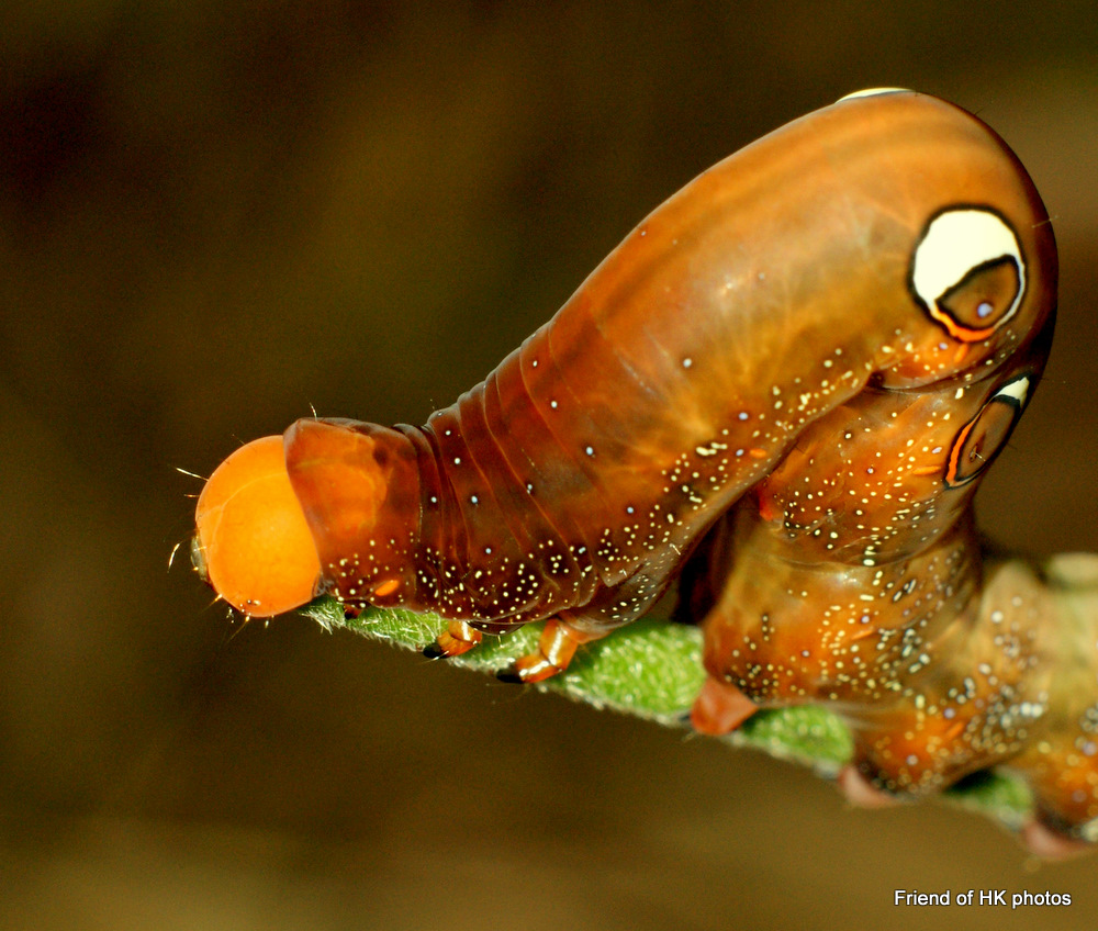 Photographic Wildlife Stories in UK/Hong Kong: A Big “Eyed” Caterpillar