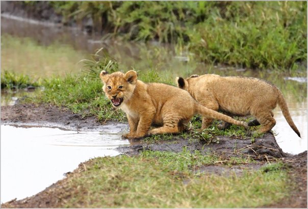 El Herrerillo: León (Panthera leo)