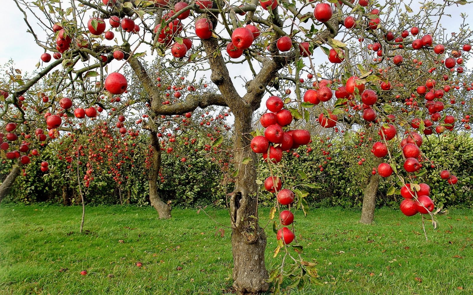 TU HUERTO Y JARDIN: ÁRBOL DE MANZANA