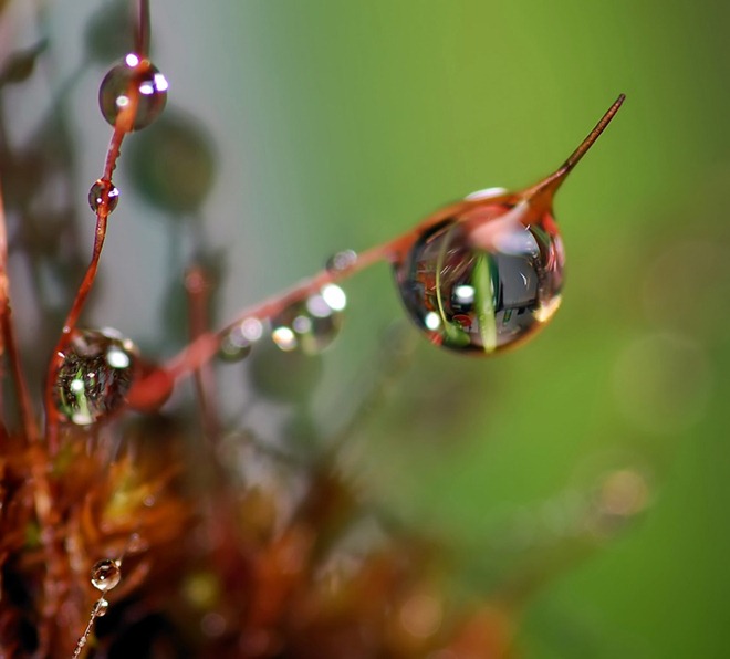 DUE DROPS PHOTOS - world pics