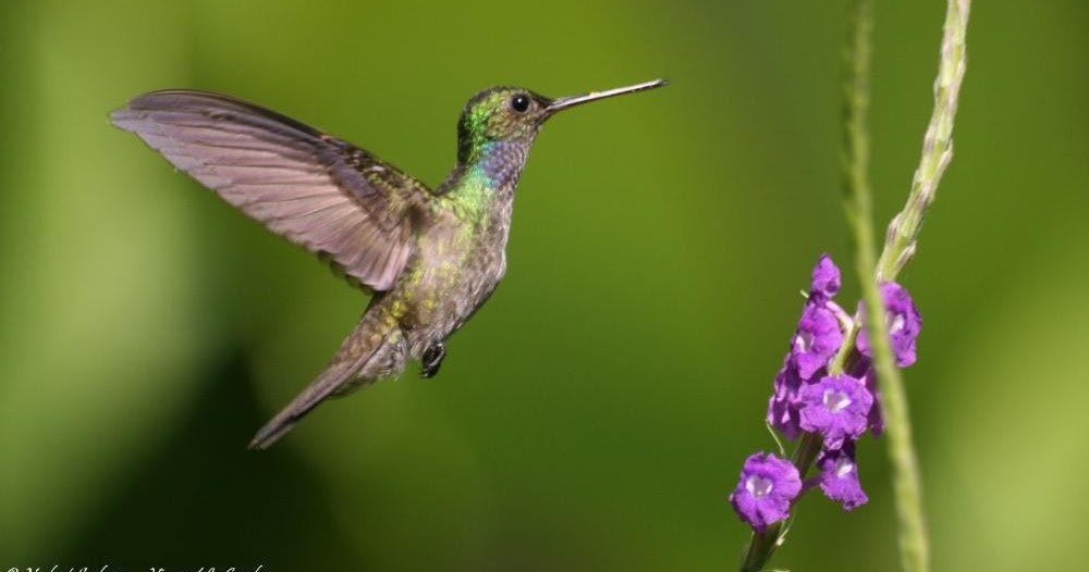 Tierra de pelícanos, cormoranes, aningas y alcatraces: Amazilia ...