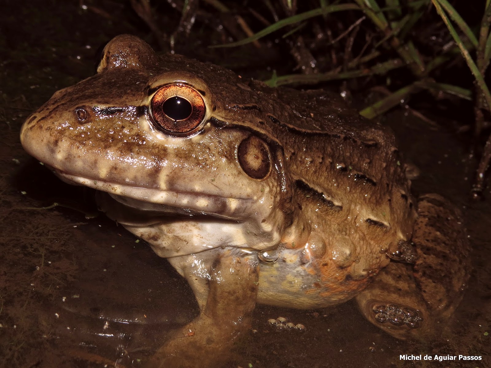 Herpetolife (Inicio): Leptodactylus labyrinthicus (Spix, 1824).