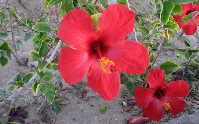 Hibiscus flower wallpaper |hd wallpapers|widescreen desktop backgrounds ...