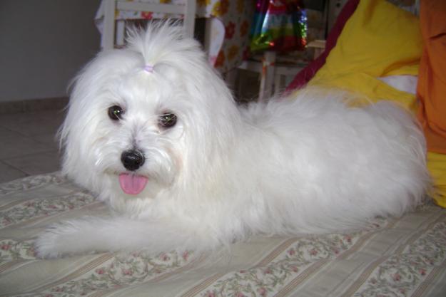 razas de perros: maltes