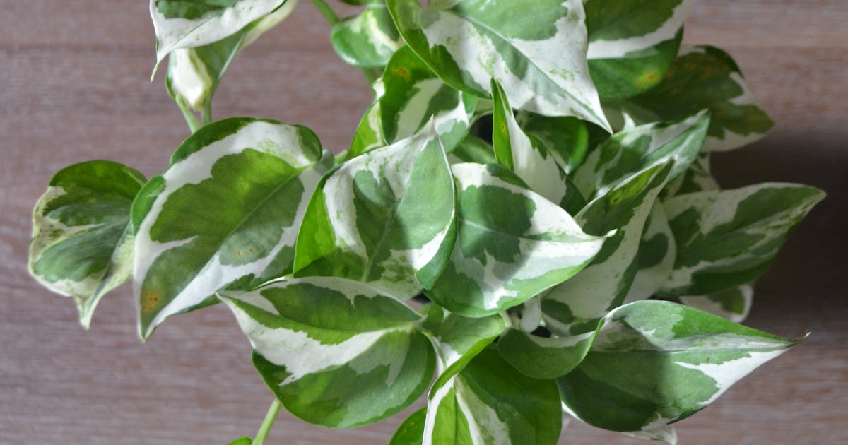 Epipremnum aureum N'Joy y notas sobre Potus de hoja gigante.