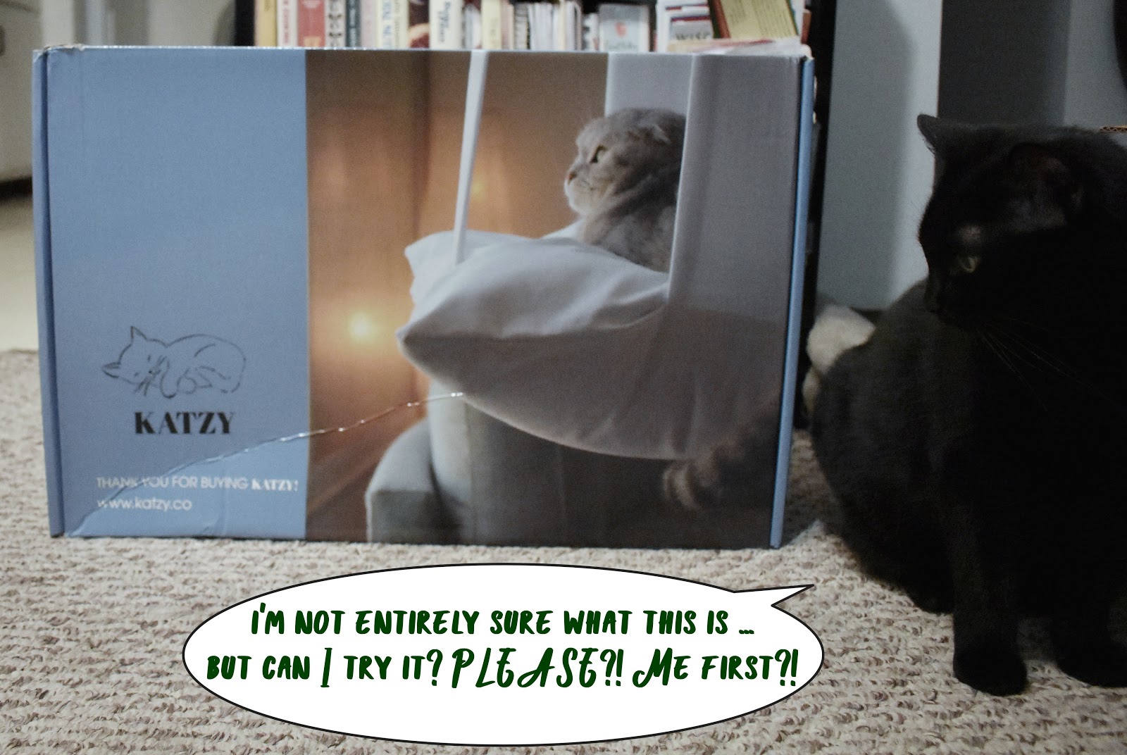 We review a cat trapeze ... WHAT?!? - Momma Kat and Her Bear Cat