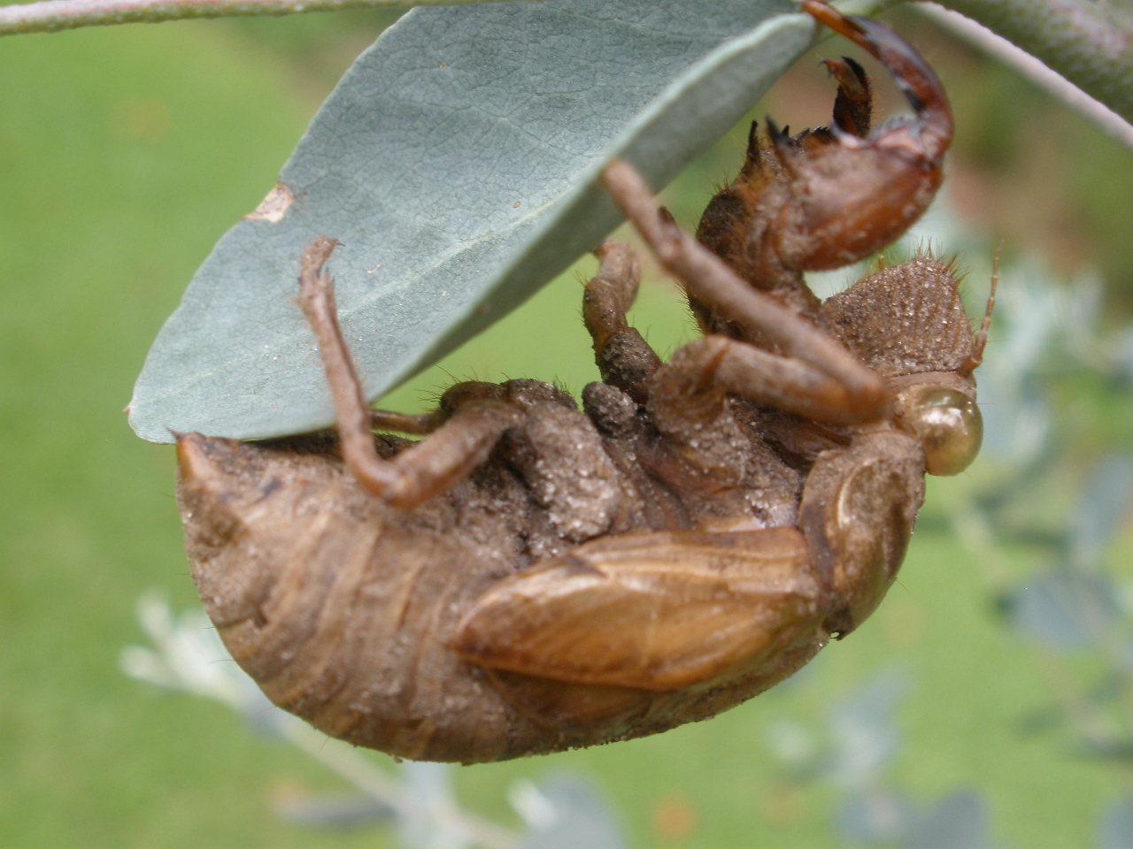 MARIETTE'S BACK TO BASICS: {CICADA}