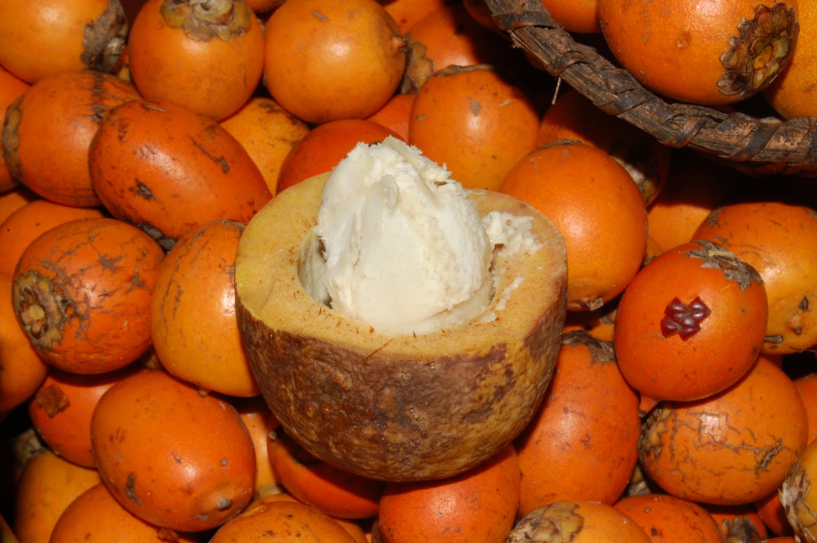 Bacuri - Platonia insignis Mart