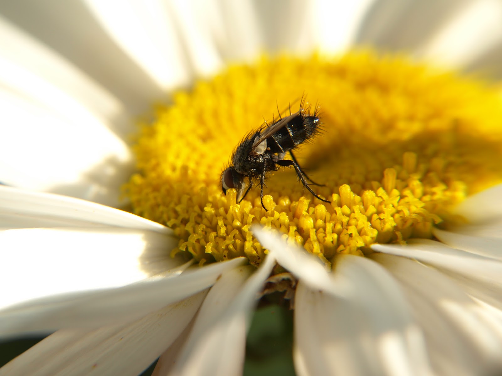 Viajar En Mi Nube Particular II: ¿Sabías que las moscas tienen pelos?