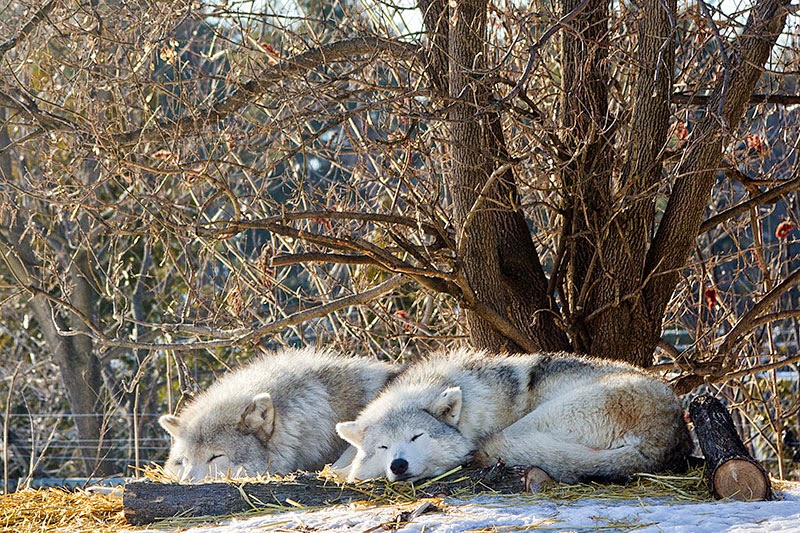 White Wolf : 17 Photos of "Sleeping Wolves" Will Make You Envious to ...
