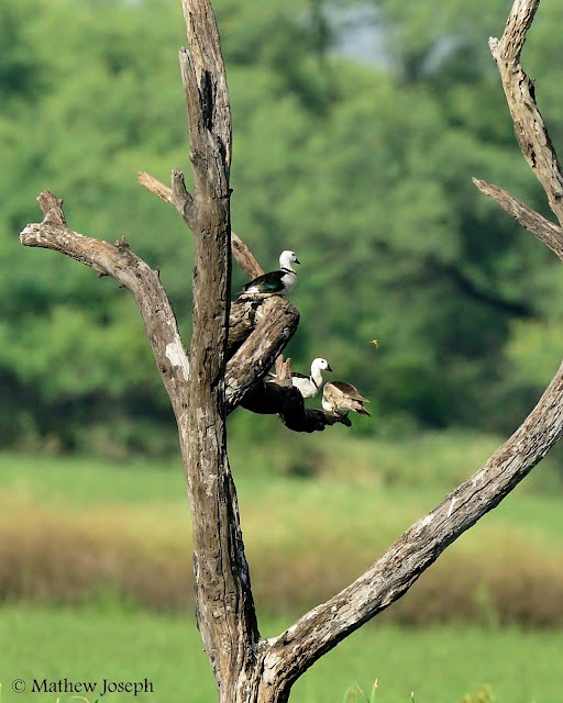 Birds of India: Cotton Pygmy-goose