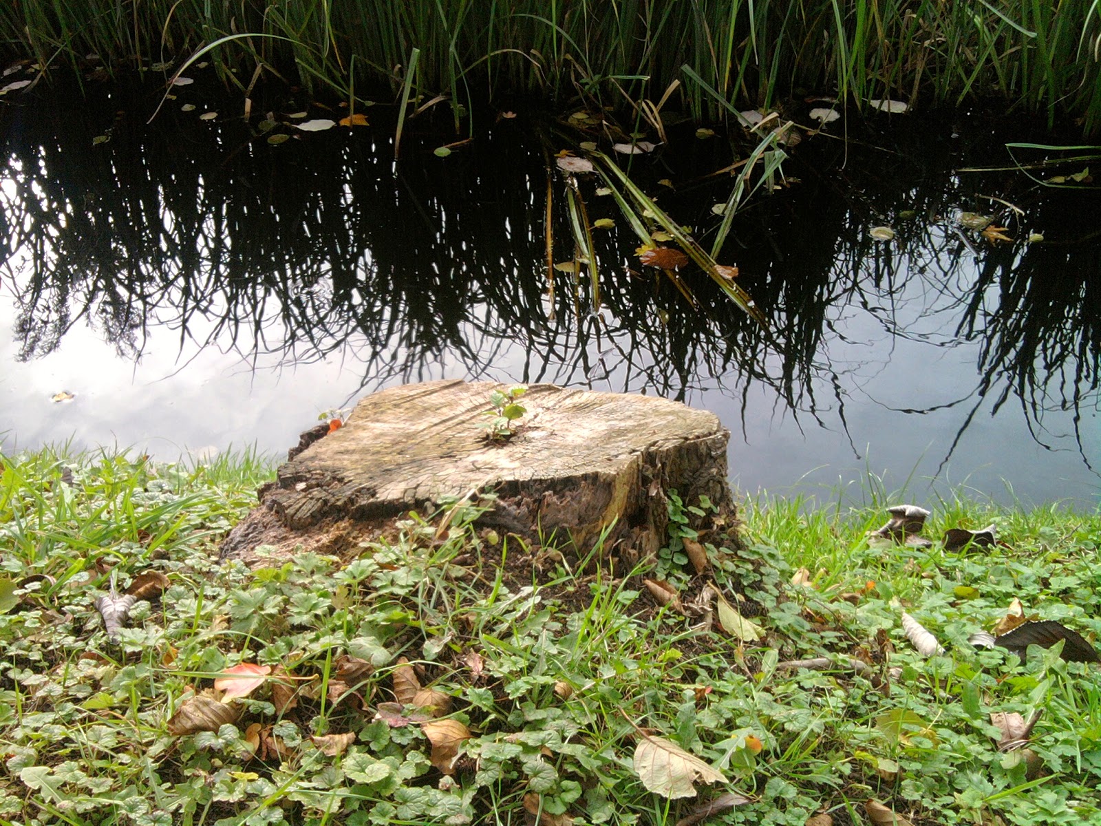 The Pirate Pastor • : The Shoot From The Stump Of Jesse, King David’s ...