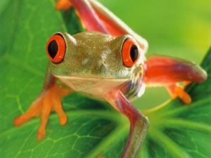Hewan Amphibi - Perumperindo.co.id