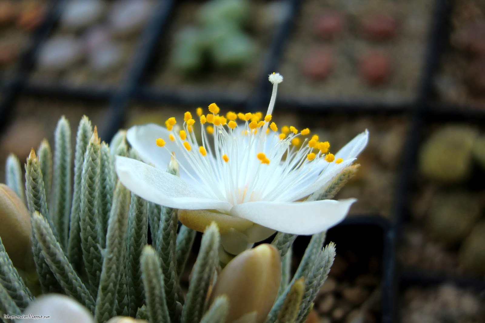 Lithops Stories: Avonia flowering (22 pics)