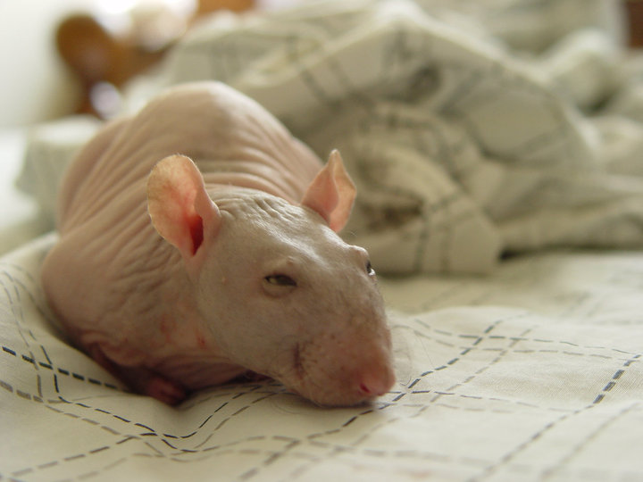 Fuzzy chills out, like usual...wrinkles and all.