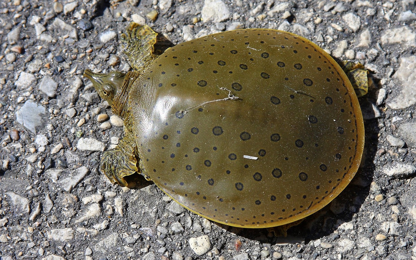Reflections: Ada Hayden Heritage Park: July 25, 2018: Western Spiny ...