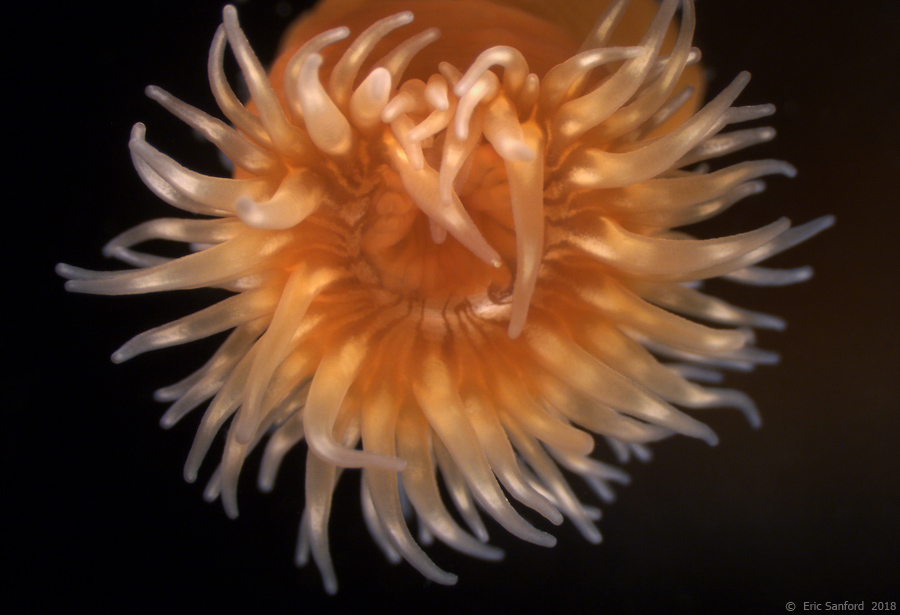 The Natural History of Bodega Head: July 2018