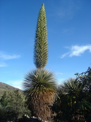 LA CIENCIA EN EL AULA: PRÁCTICA 1: TEXTO E IMAGEN