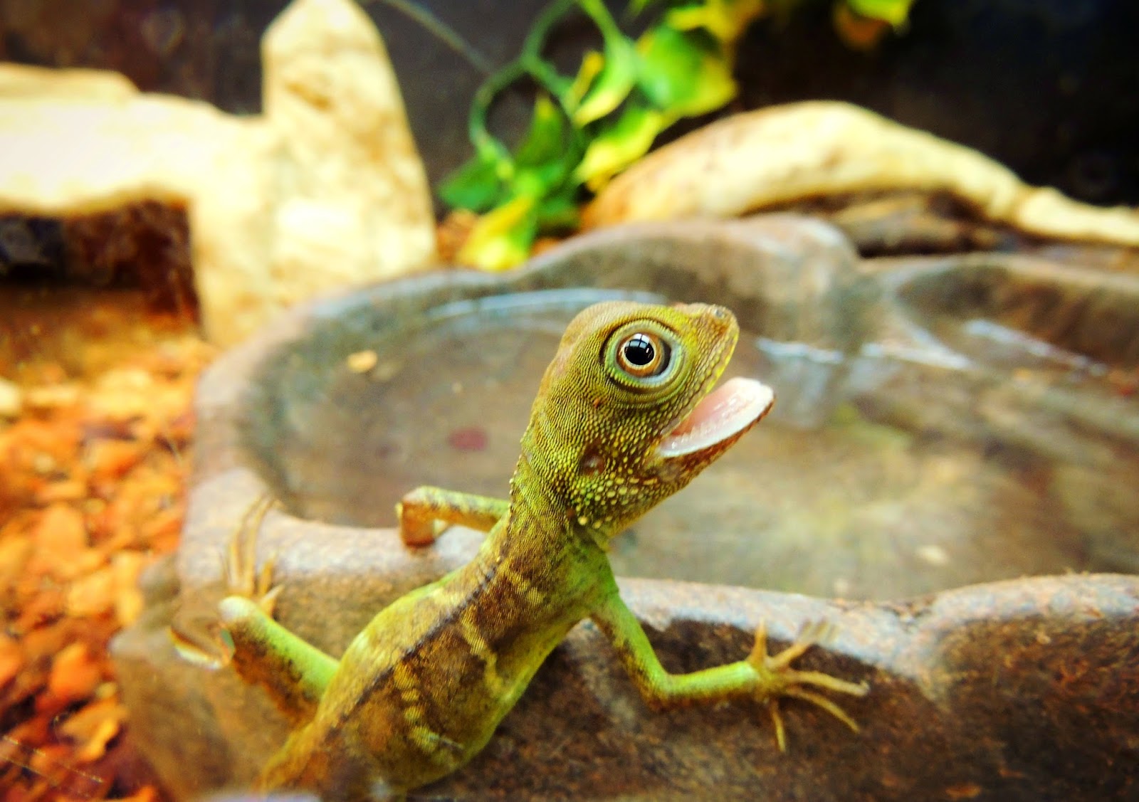 Let Your Light Shine: Meet A Real Baby Dragon!